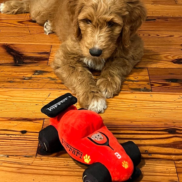 Formula 1 Parody Plush Dog Toy Car: Red Bull Themed Squeaky Toy - Etsy