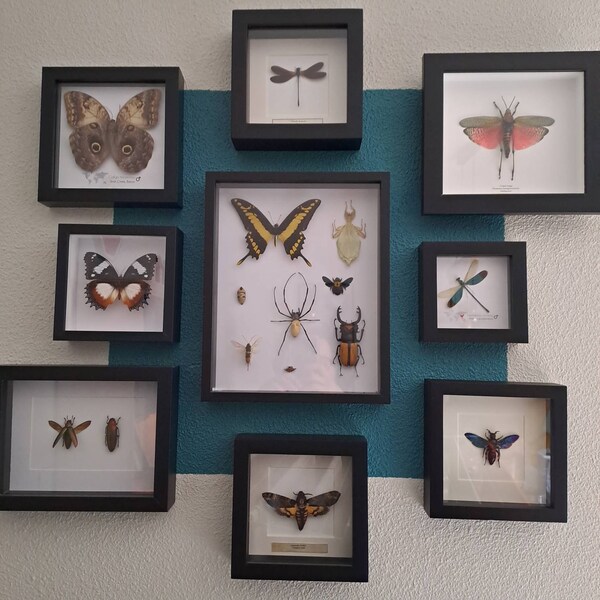 Real Framed Ghost Cicada Ayutha Spectabilis Shadow Box Frame Insect ...