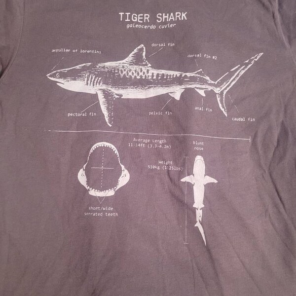 Tiger Shark Anatomy T Shirt, Tiger Shark Shirt, Eco Friendly Shark ...