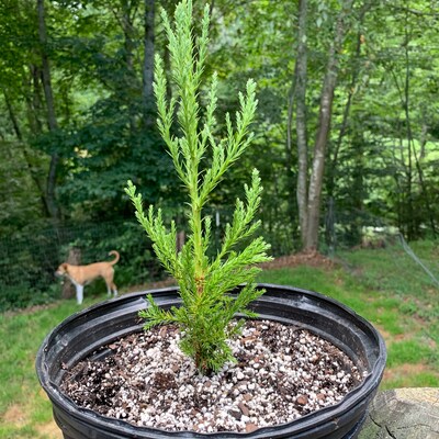 Giant Sequoia Tree Seed Grow Kit the Jonsteen Company - Etsy