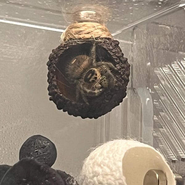 Jumping Spider Magnetic Acorn Ledge/hide - Etsy