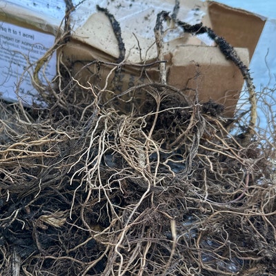 12 Lily of the Valley Root Systems, Convallaria Majalis, Bell Shaped ...