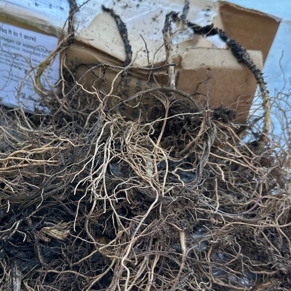 12 Lily of the Valley Root Systems, Fragrant Bell Shaped Flowers - Etsy