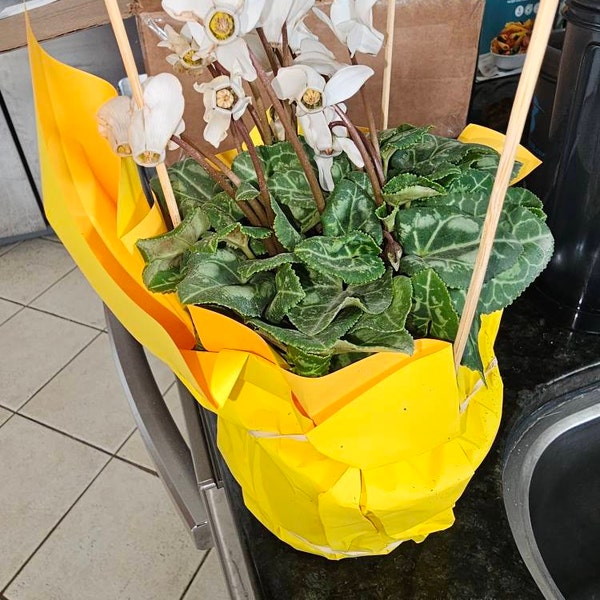 Kei Yoki African Violet Live Plant, Young Pre-finished Starter in a 4 ...