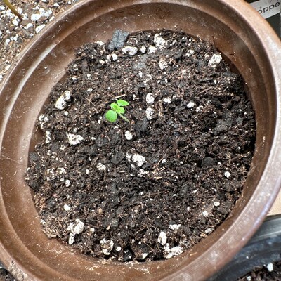 Pinus Patula Ocote Nacho Mexican Weeping Pine 30 Seeds - Etsy