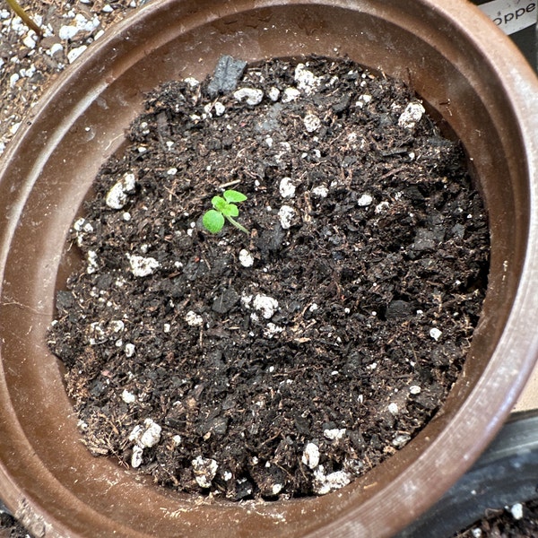 Italian Stone Pine Pinus Pinea - Pine Nut 10 Seeds - Etsy