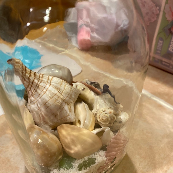 Assorted Seashells Handpicked From Florida, Sea Glass, Mixed 1/2 Pound ...