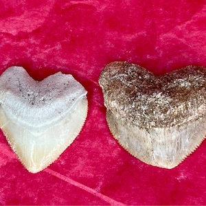 Ancient Fossilized Corax Shark Dinosaur Teeth Shark Teeth Fossil ...