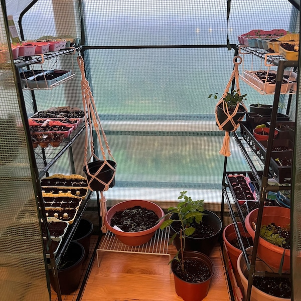 100 Seashells Mix Strawflower Flower Seeds - Etsy