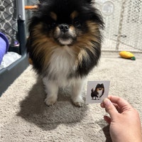 Playful Sable Pom Poster - Etsy