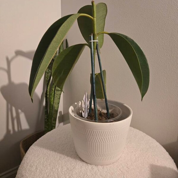 Leucaena Leucocephala, Miracle Tree, River Tamarind Tree, Guaje Seeds ...