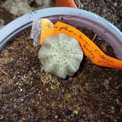 String of Bottons Hottentot Crassula Marnieriana Crassula - Etsy Canada