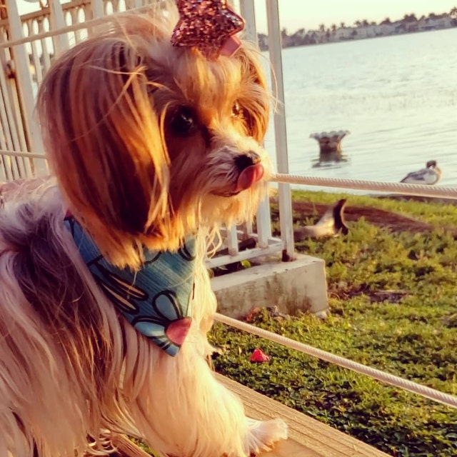 Boujee Barks Unique Bandannas Dog Collars Leashes by BoujeeBarks