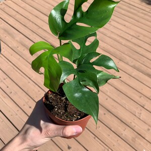 Rare Mini Monstera 4'' from Tropical Ambiance | Etsy