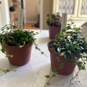 Sea Shell Hanger Holds a 3 to 4 Pot or Sea Shell - Etsy