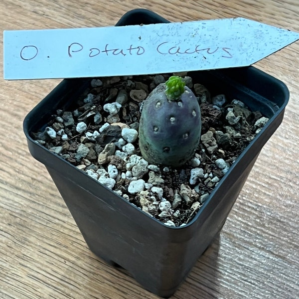 Opuntia Fragilis (potato Cactus) COLD HARDY CACTUS - Etsy