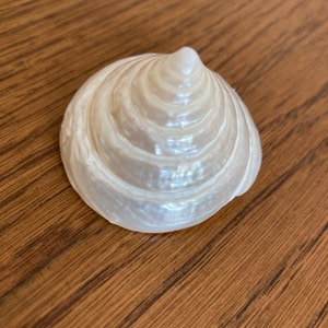 White Sea Shell Mix Beach Wedding Decor Sea Shells Bulk Bag of - Etsy