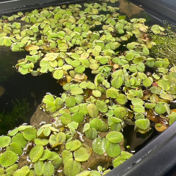 Casey Jones | American Folk Heroes Series | Limited Edition Plate No ...