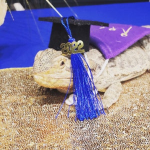 Graduation Caps for Small Animals - Etsy
