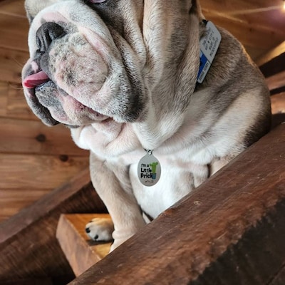 Personalized Custom Dog Tag Funny Pet ID for Dogs and Cats - Etsy