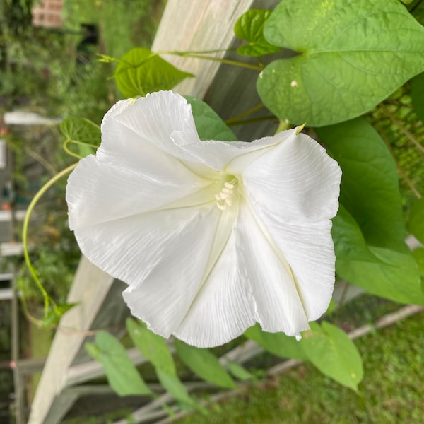 MOONFLOWER All-natural Perfume | Jasmine, Yuzu, Sandalwood | Unisex ...