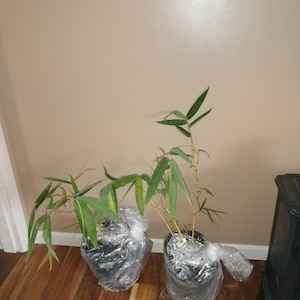 Angel Mist Bamboo Dendrocalamus Minor 'amoenus' - Etsy