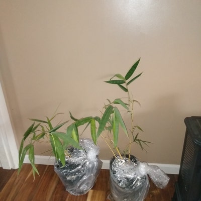 Tropical Blue Bamboo Bambusa Chungii NON-INVASIVE, CLUMPING - Etsy
