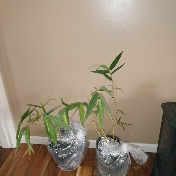 Golden Hawaiian Bamboo **NON-INVASIVE, CLUMPING** - Etsy