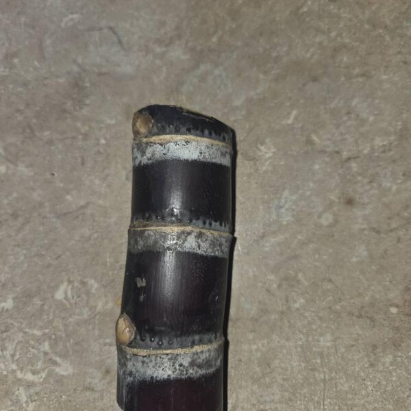 Organic Dwarf PIGEON PEAS Gunga Pea Seeds - Cajanus Cajan Gandul Lazaro ...