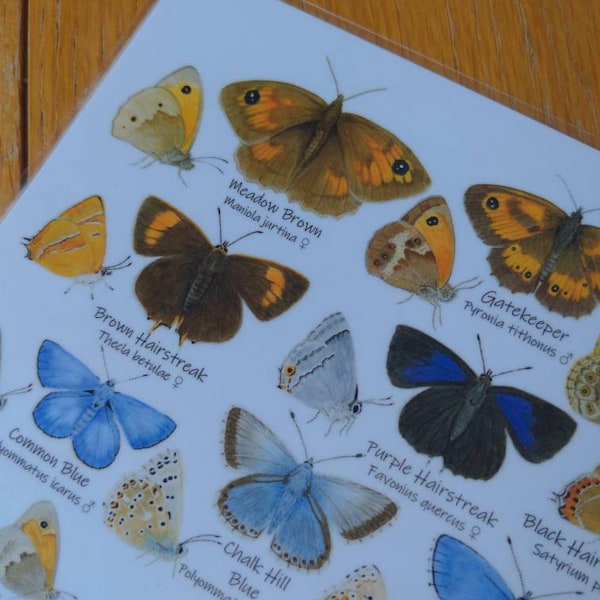 British Butterflies A3 Identification Poster, Insect Chart, Bugs Art ...