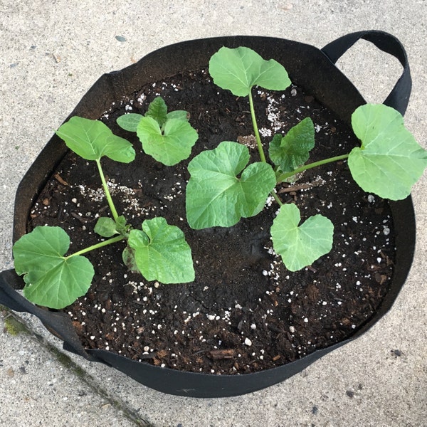 15 WHITE Baby Boo MINI PUMPKIN Miniature Cucurbita Pepo Vegetable Seeds ...