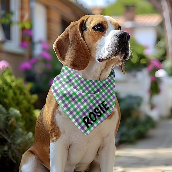 Dye Sublimation Graduation Gift Set Mockup Bundle, Grad Stole, Fan, Pin ...