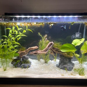 2-4 Gallon Nano Aquascape Decor SOUL CANYON Aquarium Dragon Rocks ...
