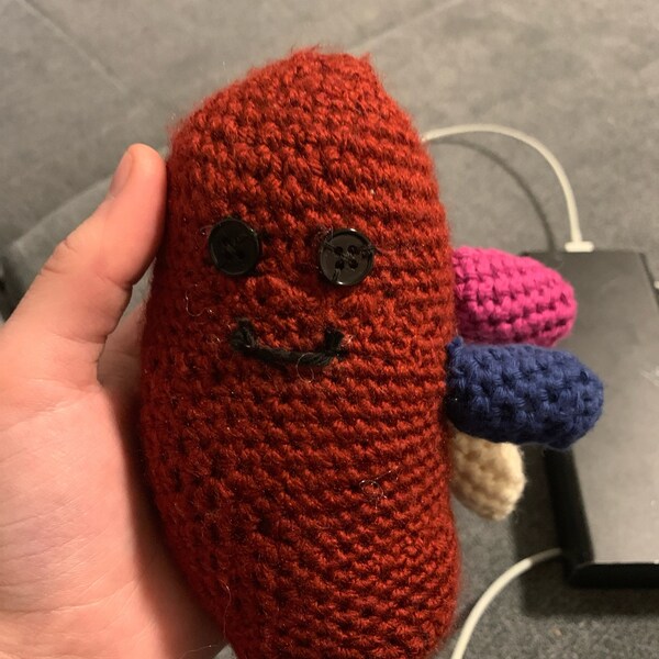 Anatomical Kidney Crochet Pattern! PATTERN ONLY Instant DOWNLOAD ...