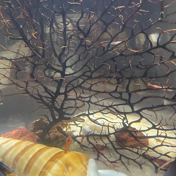 Large Shrimp Ecosphere - Closed Aquatic Ecosystem (glass, Natural ...