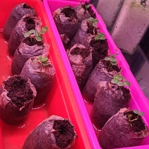 TREE SPINACH Seeds FREE Shipping Fresh & Organic - Etsy