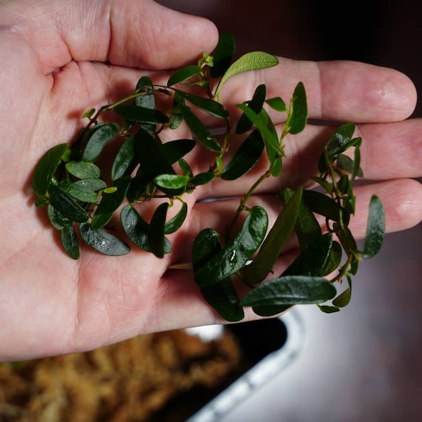 Columnea Gloriosa [cutting] - Etsy