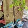 12 Bluebells Bare Root, Virginia Bluebells, Bell Shaped Flowers, Blue ...