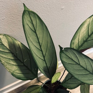 Drimiopsis Maculata Aka African Hosta - Etsy