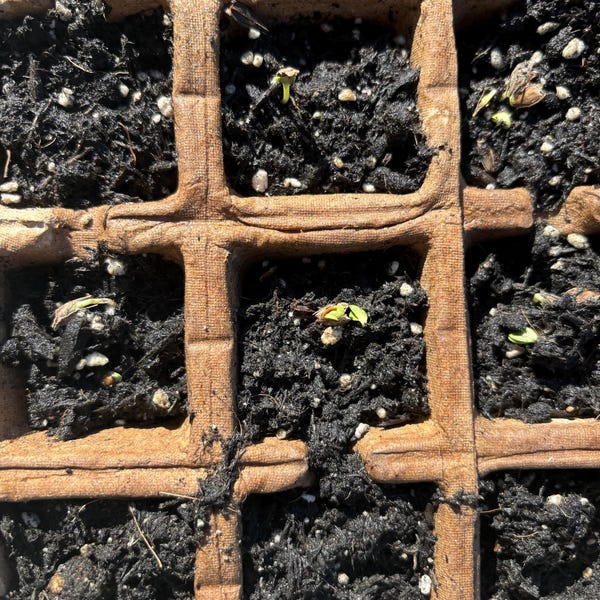 50pcs Pink Pooh Sunflower Seeds | Unique Pink Blooms | Non-gmo ...