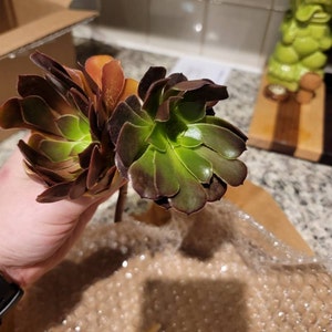 RARE Red Horn HUMMEL Jade Crassula Succulent Cutting 2 | Etsy