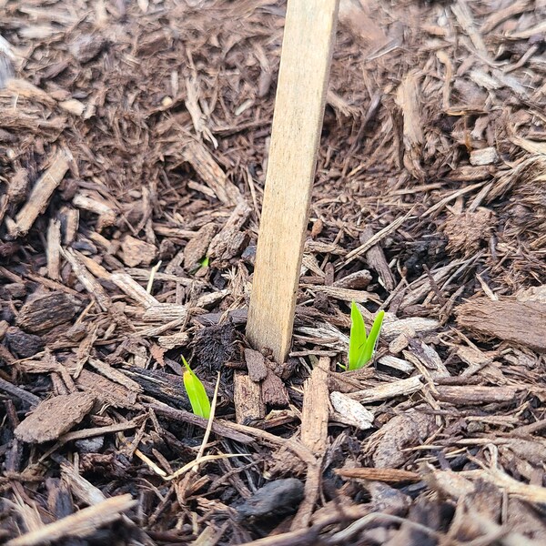 Egg Tree Seeds - Etsy