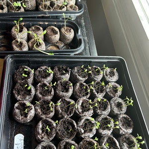 100 blushing Bride Silver Rose Strawflower Seeds - Etsy