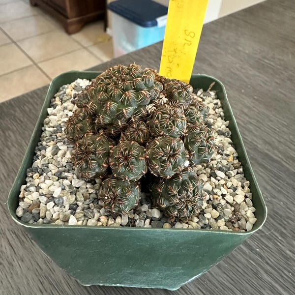 Mammillaria Microthele Uncommon Cactus F 64 - Etsy
