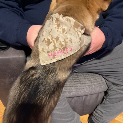 AKC Scent Work NOVICE Title Progression Tracking Sheet Digital Download ...