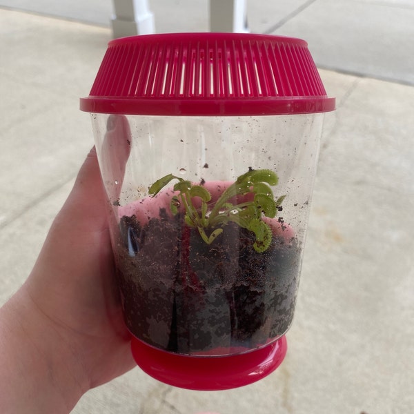 Live Venus Flytrap Plant Kit in 4.5 Terrarium Carnivorous Plant Food ...
