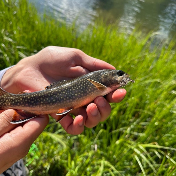 Fly Fishing Flies: Four (4) Griffiths Moth Dry Flies - Etsy
