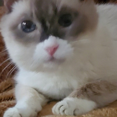 Simpsons Wine Stopper Lisa Simpson Wine Gift Wine Botte - Etsy