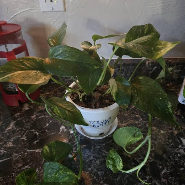 Teruno Sunshine Epipremnum/ Japanese Pothos/ Tropical Rare Plant ...