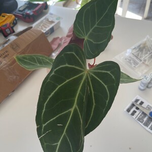 Anthurium 'cay Cee' Magnificum X Greige 327 - Etsy
